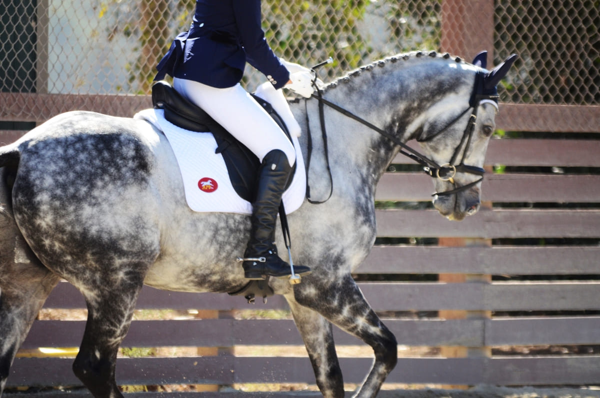 Immune System Booster For Horses | Horse Immune System Support